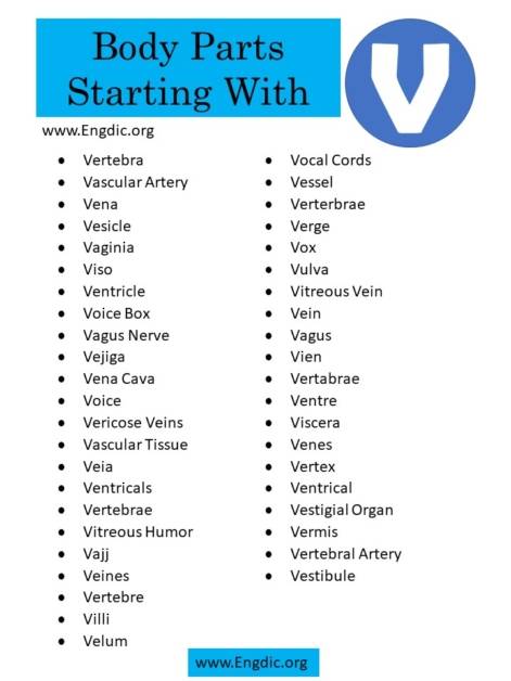 Body Parts That Start With V - EngDic