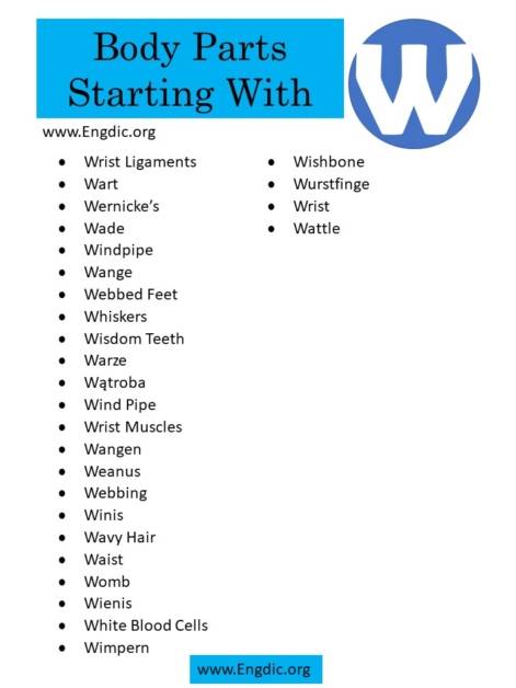 50 Body Parts That Start With W - EngDic