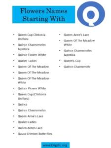 20 Flowers That Start With Q - EngDic