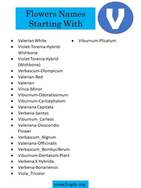50 Flowers That Start With V - EngDic