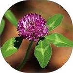 300+ List of Flowers Name with Pictures (A to Z) – EngDic