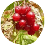 25 Fruits That Start With D (Pictures and Properties) - EngDic