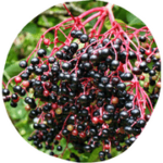 22 Fruits that Start With E (Pictures and Properties) - EngDic