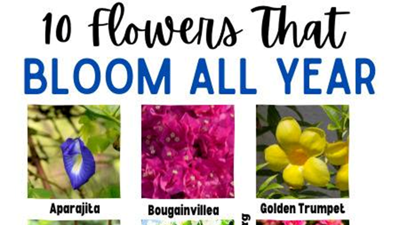 Top 10 Flowers That Bloom All Year - EngDic