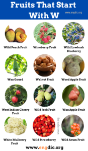 40 Fruits That Start With W (Properties & Pictures) - EngDic