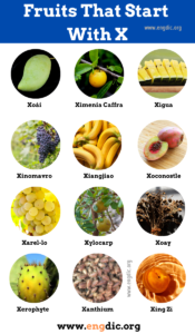 15 Fruits That Start With X (Pictures and Properties) - EngDic