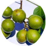 32 Fruits that Start With G (Pictures and Properties) - EngDic