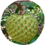 28 Fruits That Start With J (Pictures and Properties) - EngDic