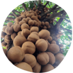 35 Fruits That Start With K (Pictures and Properties) - EngDic