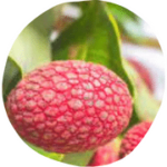 35 Fruits That Start With K (Pictures and Properties) - EngDic