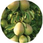 38 Fruits That Start With L (Pictures and Properties) - EngDic