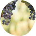 26 Fruits That Start With N (Pictures and Properties) - EngDic