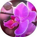 80 Flowers That Start With O (All Colors Flowers) - EngDic