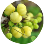 34 Fruits That Start With O (Pictures and Properties) - EngDic