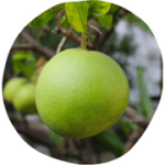 42 Best Green Fruits Names List with Pictures & Benefits - EngDic