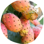 46 Fruits That Start With P (Pictures and Properties) - EngDic