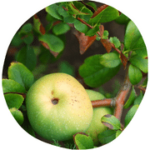 10 Fruits that Start With Q (Properties and Pictures) - EngDic