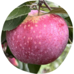 10 Fruits that Start With Q (Properties and Pictures) - EngDic