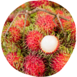 29 Fruits That Start With R (Properties and Pictures) - EngDic