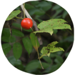 29 Fruits That Start With R (Properties and Pictures) - EngDic