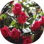 50 Flowers That Start With R - EngDic