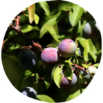 48 Fruits That Start With S (Properties and Pictures) - EngDic