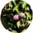 48 Fruits That Start With S (Properties and Pictures) - EngDic