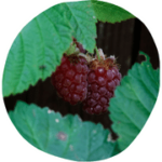 41 Fruits That Start With T (Properties and Pictures) - EngDic