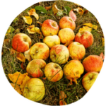 41 Fruits That Start With T (Properties and Pictures) - EngDic