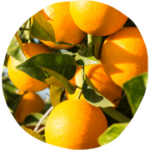 16 Fruits That Start With V (Properties and Pictures) - EngDic