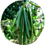 16 Fruits That Start With V (Properties and Pictures) - EngDic