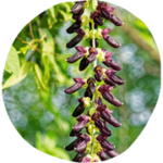 16 Fruits That Start With V (Properties and Pictures) - EngDic