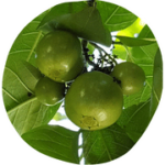 16 Fruits That Start With V (Properties and Pictures) - EngDic