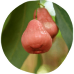 40 Fruits That Start With W (Properties & Pictures) - EngDic