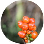 40 Fruits That Start With W (Properties & Pictures) - EngDic