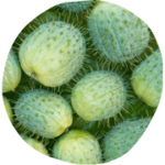 40 Fruits That Start With W (Properties & Pictures) - EngDic
