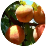 40 Fruits That Start With W (Properties & Pictures) - EngDic