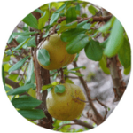 15 Fruits That Start With X (Pictures and Properties) - EngDic