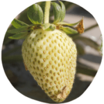 18 Fruits That Start With Y (Pictures and Properties) - EngDic