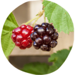 18 Fruits That Start With Y (Pictures and Properties) - EngDic