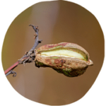 18 Fruits That Start With Y (Pictures and Properties) - EngDic