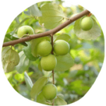 15 Fruits That Start With Z (Pictures and Properties) - EngDic