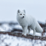 20+ Ice, & Snow Animals Name (Pictures and Facts) - EngDic