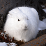 20+ Ice, & Snow Animals Name (Pictures and Facts) - EngDic