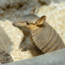100 Animals And Their Sounds A to Z (+PDF) - EngDic