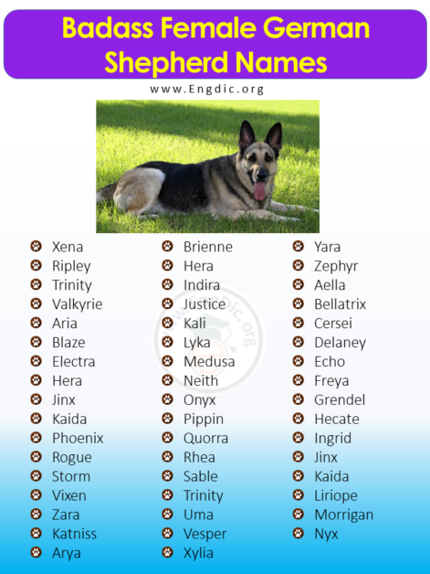 300+ Female German Shepherd Names (Most Popular) - EngDic