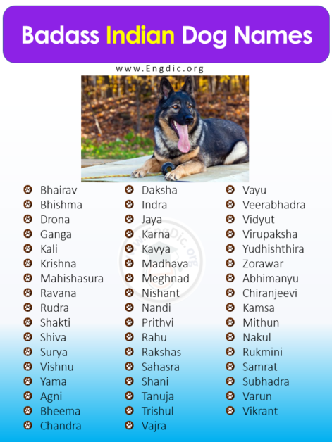400+ Cute Indian Dog Names (Male, Female, Pups) - EngDic