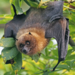 100 Night Animals Name (Nocturnal Animals) - EngDic