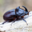 Decomposer Animals Name | Decomposers Examples - EngDic