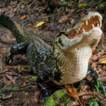 40+ A-Z Reptiles Name with Pictures and Fun Facts - EngDic